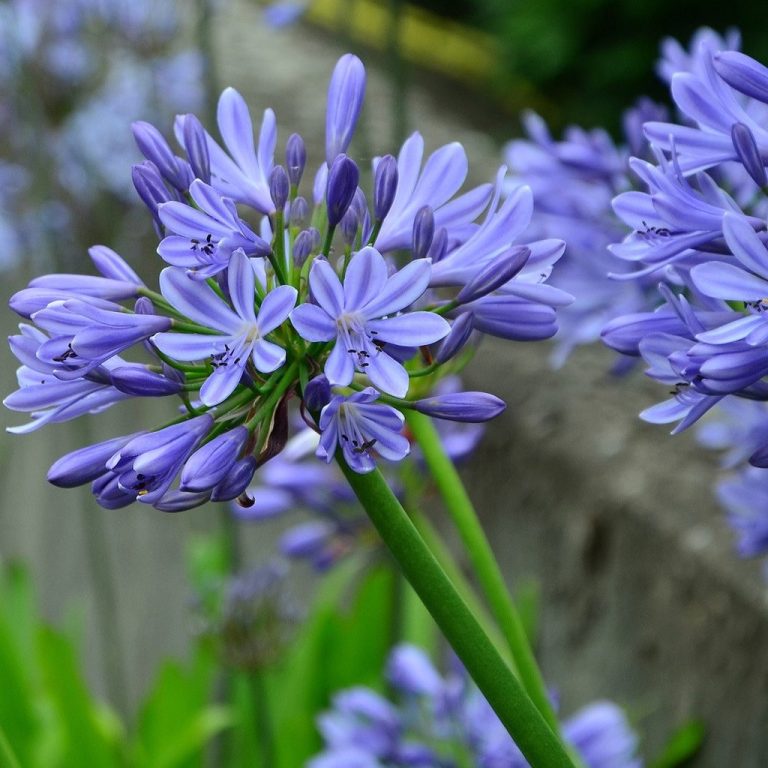 Plants | Agapanthus